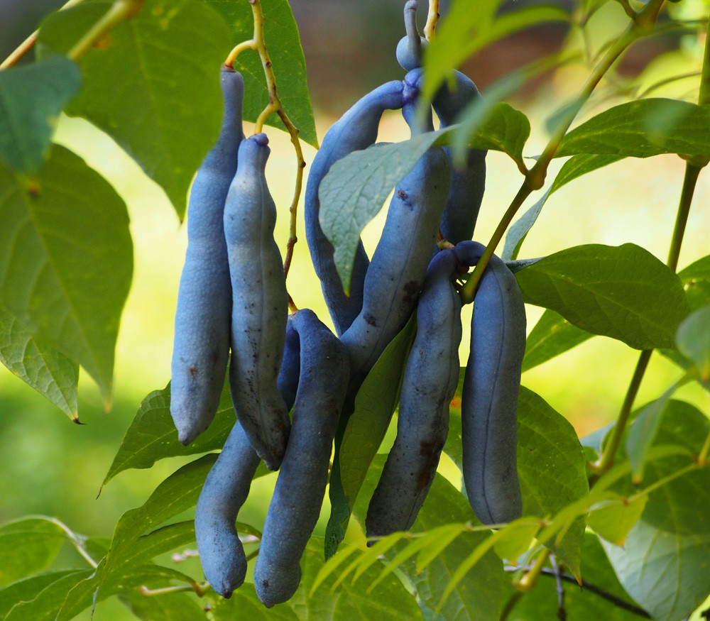 Decaisnea fargesii - Blue Sausage Fruit - Seeds