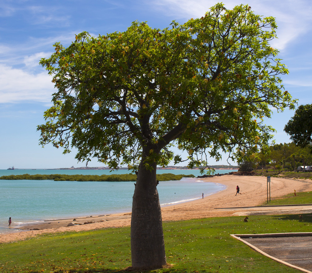Adansonia gregorii - Boab - Seeds