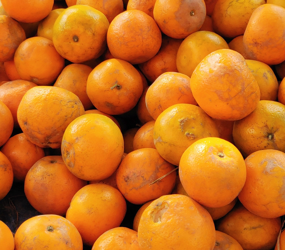 Citrus junos - Yuzu - Seeds
