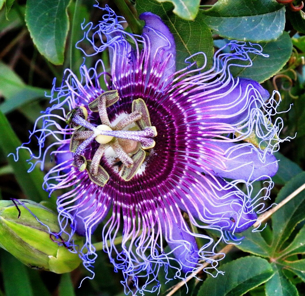 Passiflora edulis - Frederick Passion Fruit - Seeds