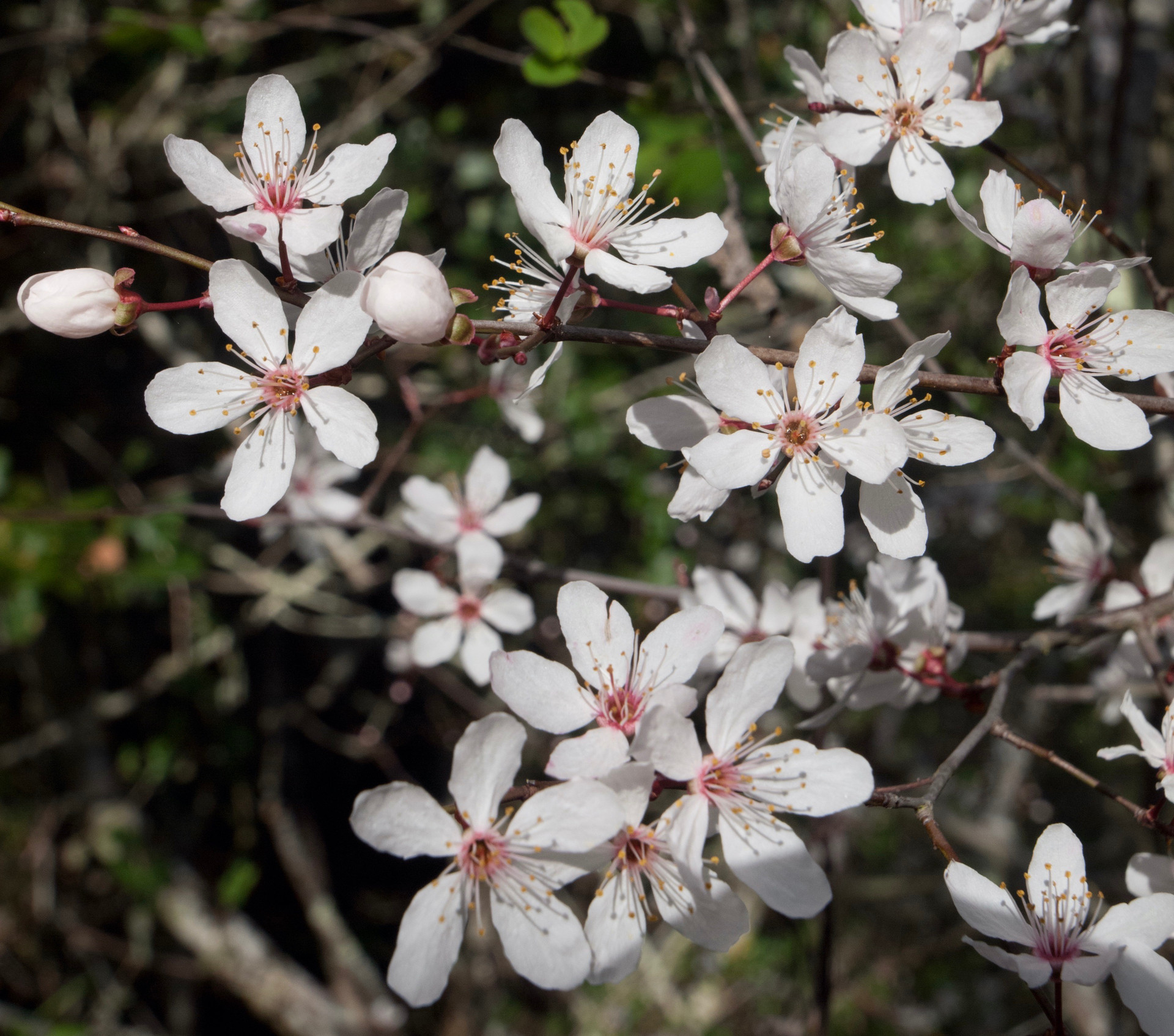Prunus maritima - Beach Plum - Seeds
