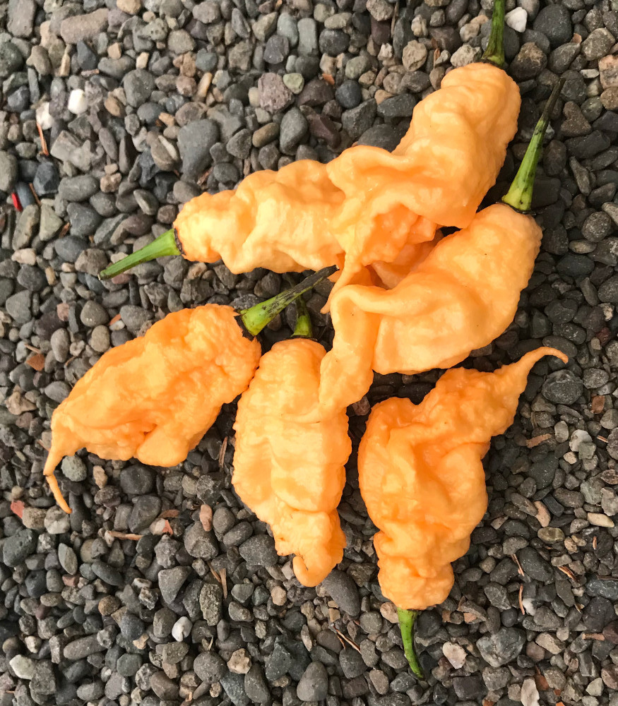 California Wonder Pepper Seeds