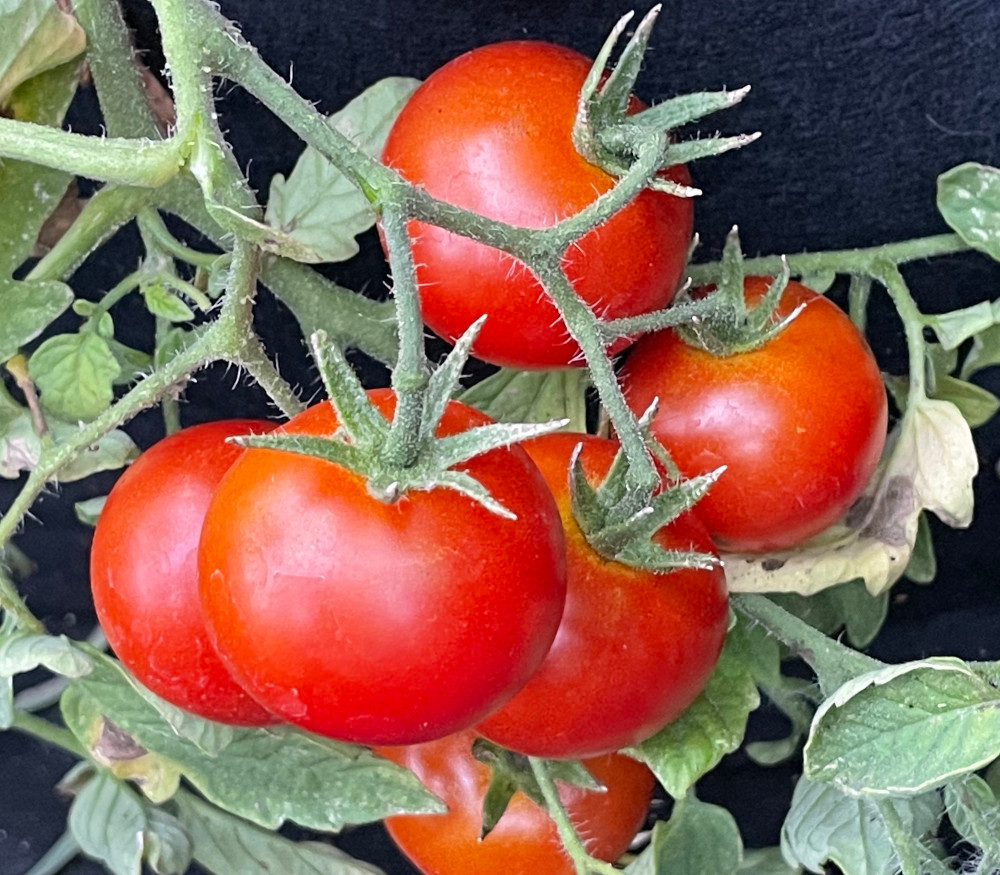 Beauty King Tomato Seeds