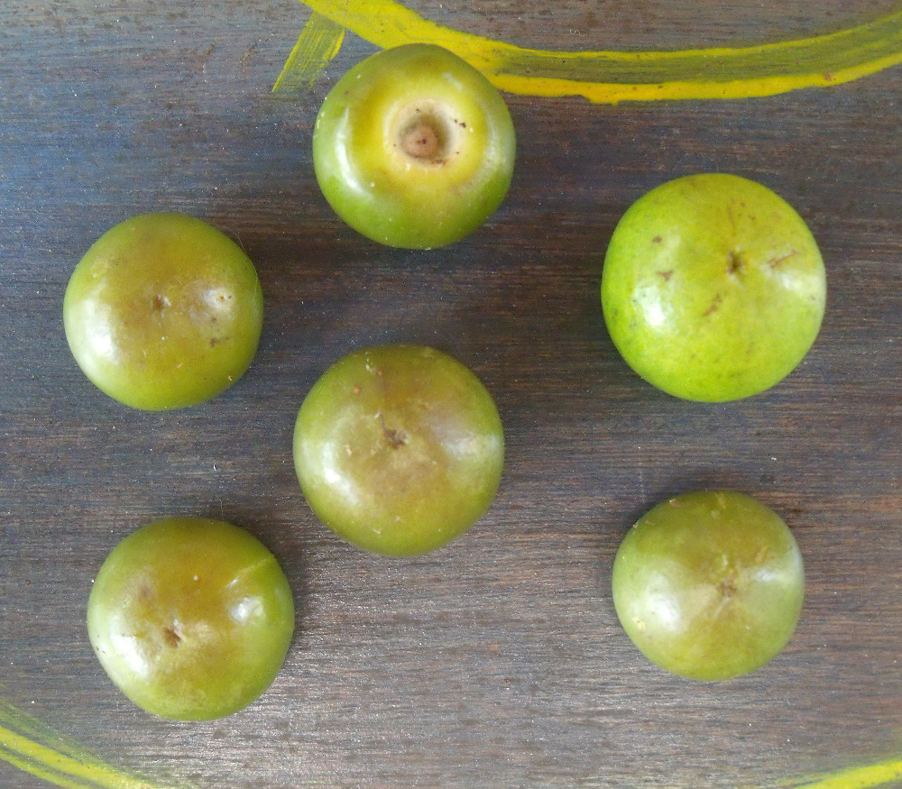 Byrsonima crassifolia - Chocolate Nance - Seeds