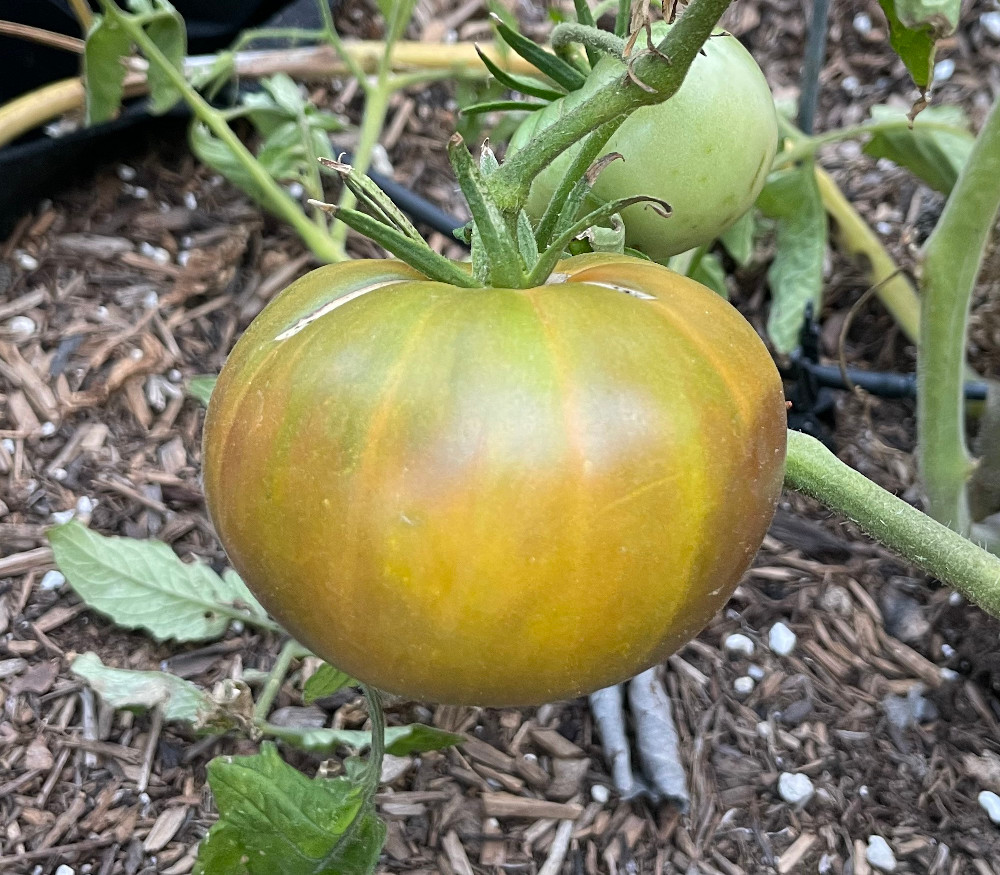 Blue Pitts Tomato Seeds