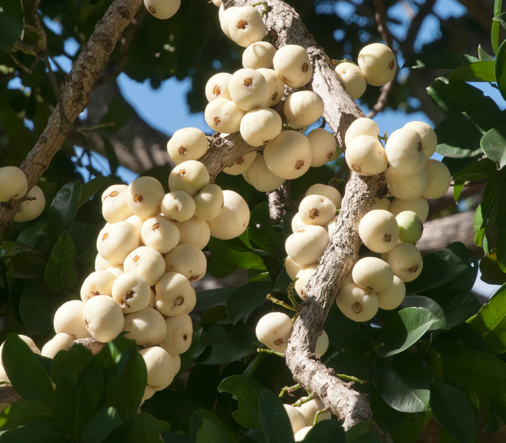 Syzygium oleosum - Blue Lilly Pilly - Seeds