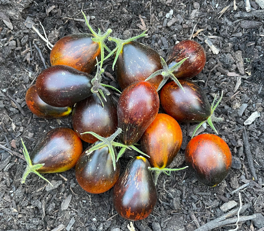 Cascade Village Blue Tomato Seeds