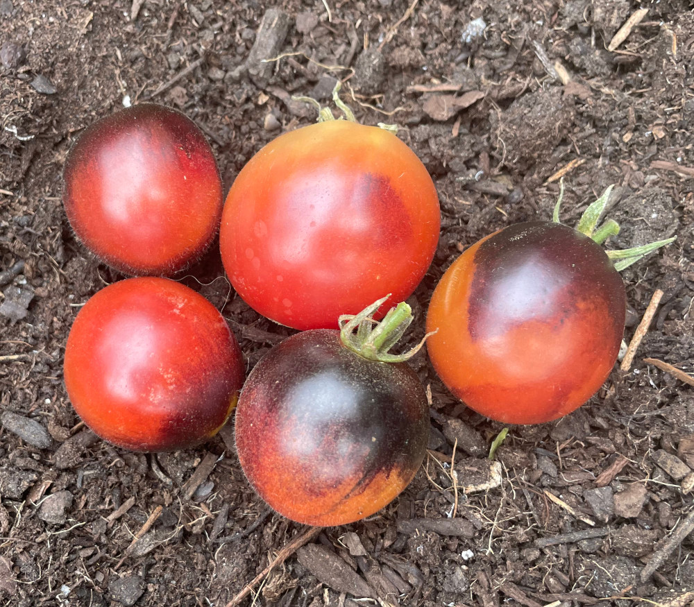 Dwarf Mocha Cherry Tomato Seeds
