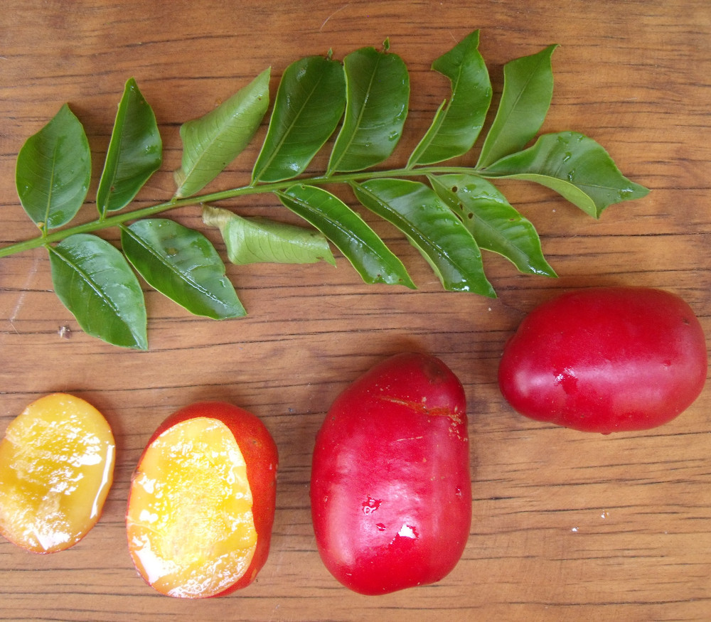 Spondias mombin - Yellow Mombin - Seeds