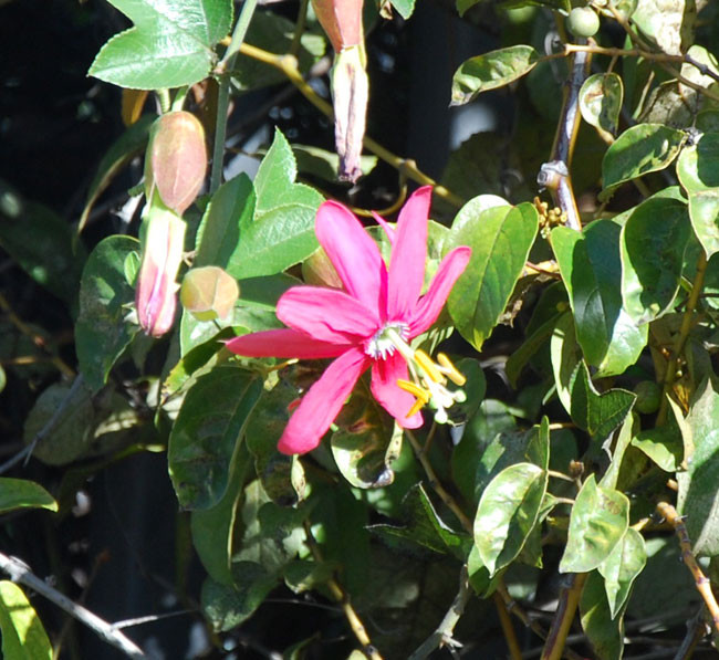 Passiflora edulis - Passion Fruit 'large' - Seeds