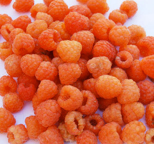 Rubus idaeus - Orange Raspberry - Seeds