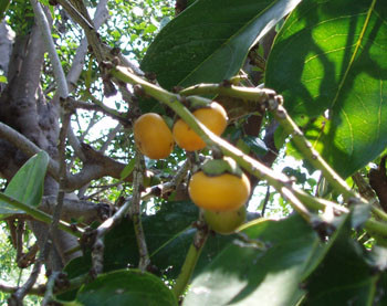 Diospyros rhombifolia - Princess Persimmon - Seeds