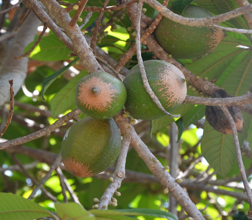 Pouteria multiflora - Bully Tree - Seeds