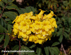 Tecoma stans - Trumpet Bush - Seeds