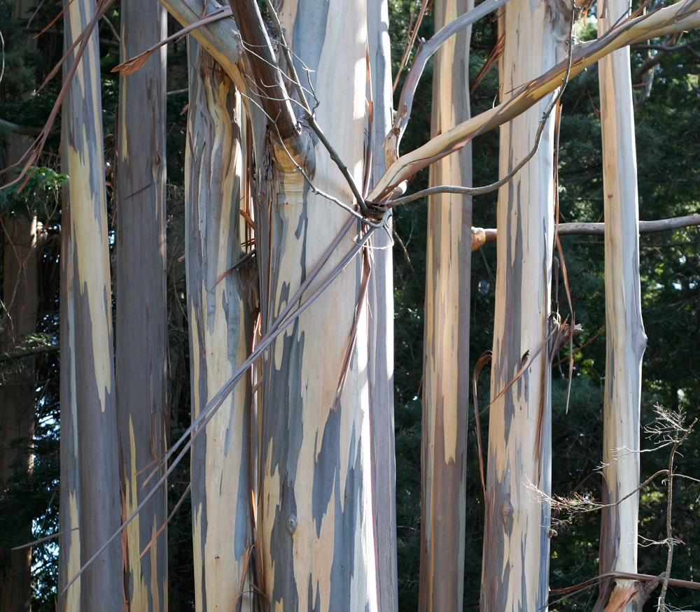 Eucalyptus deglupta - Rainbow Eucalyptus - Seeds