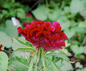Celosia cristata - Amish Cockscomb - Seeds