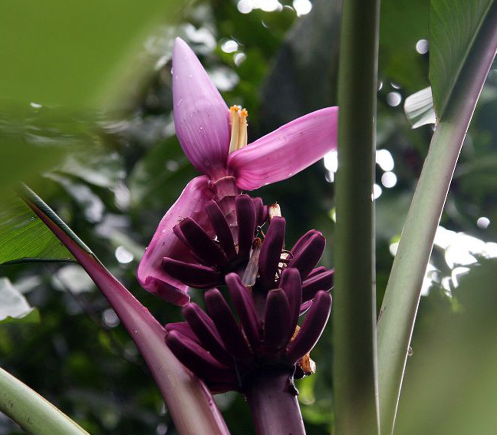 Musa paradisiaca - French Plantain - Seeds