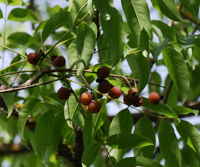 Sapindus saponaria - Soapberry - Seeds