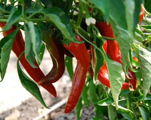 Sandia Pepper Seeds