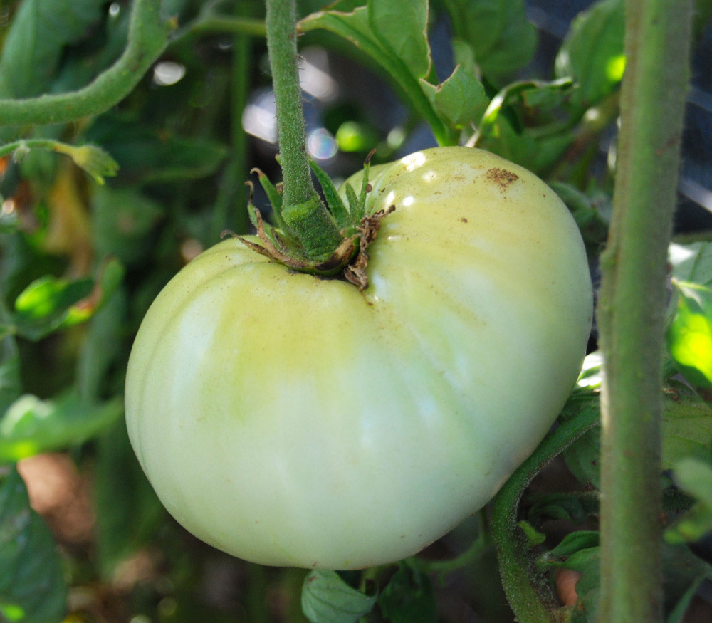 White Wonder Tomato Seeds