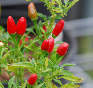 Inca Red Drop Pepper Seeds