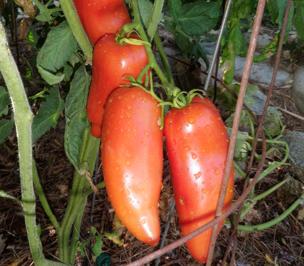 San Marzano Gigante 3 Tomato Seeds