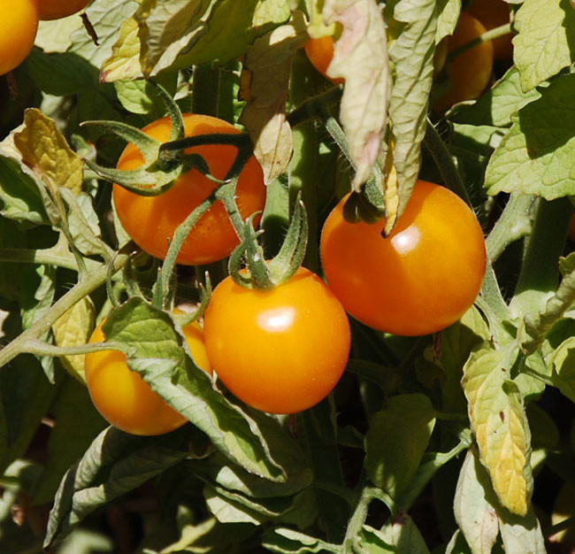 Mini Roma Tomato Seeds