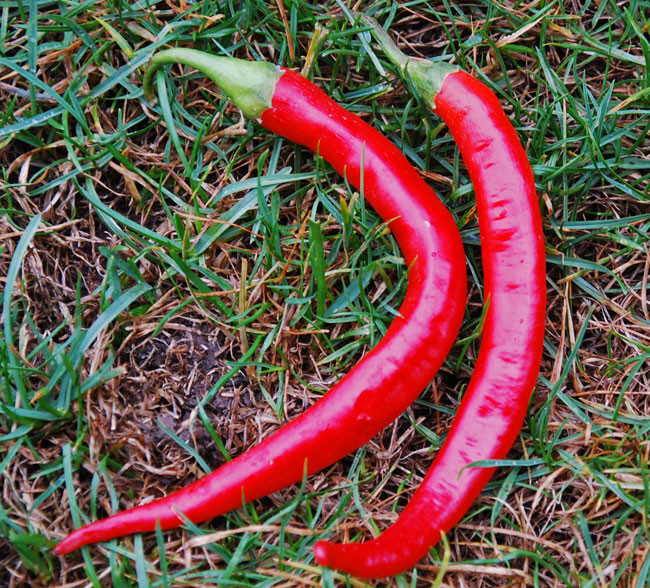 Forest Fire Tomato Seeds