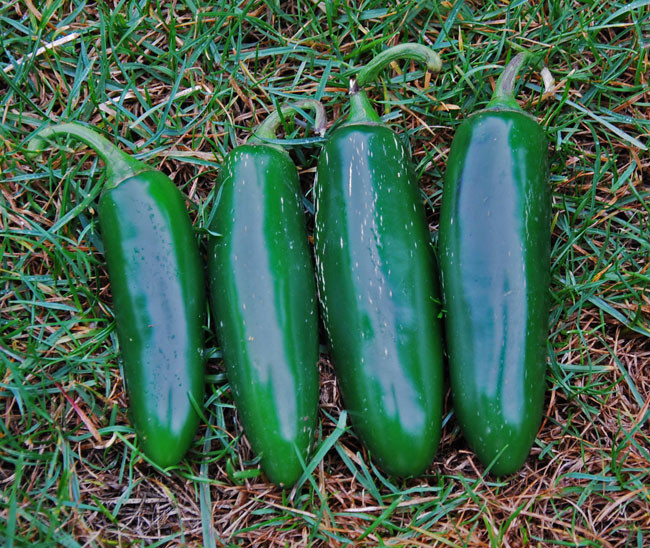 Mucho Nacho Pepper Seeds