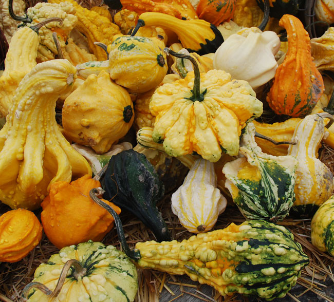 Speckled Swan Gourd Seeds