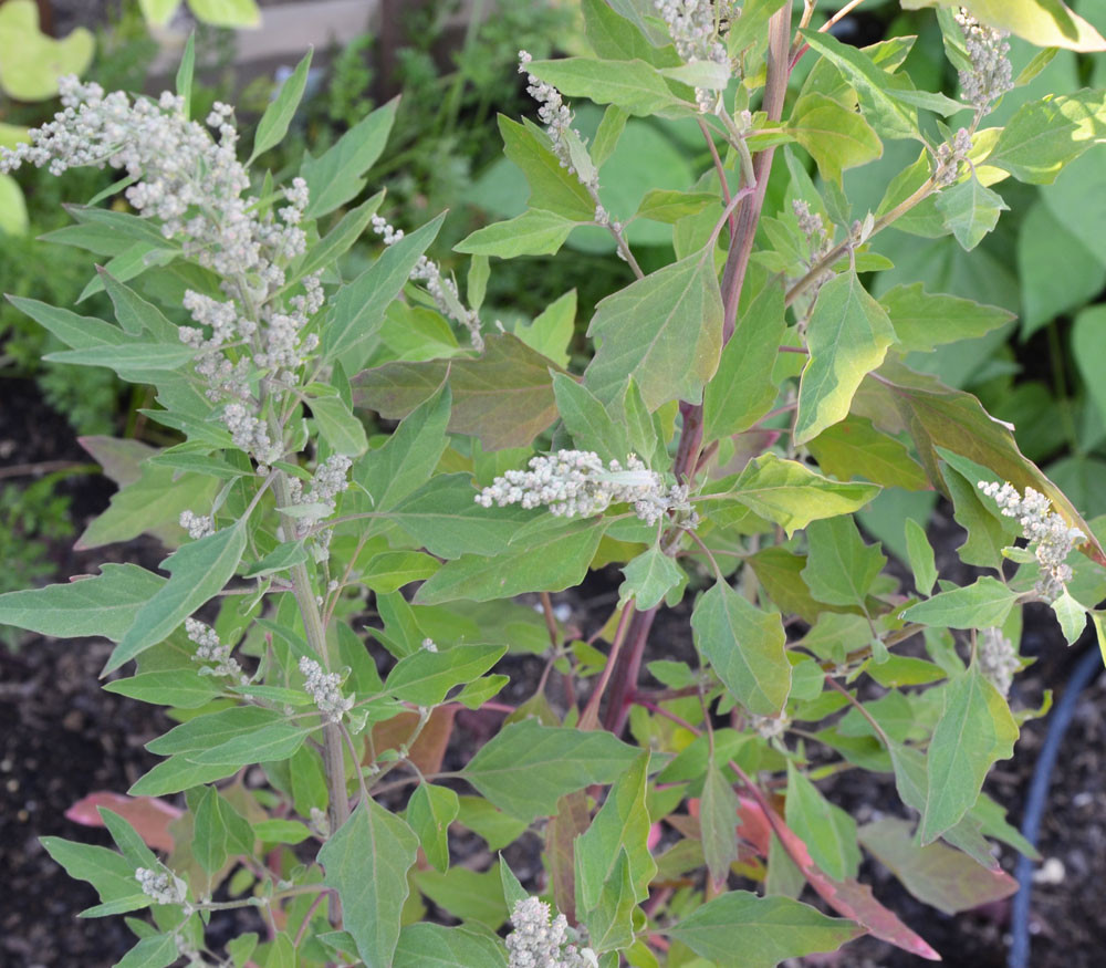 Huazontle Seeds