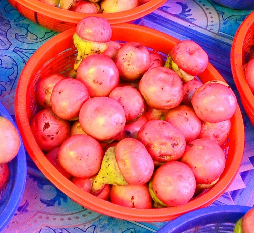 Litsea garciae - Engkala - Seeds