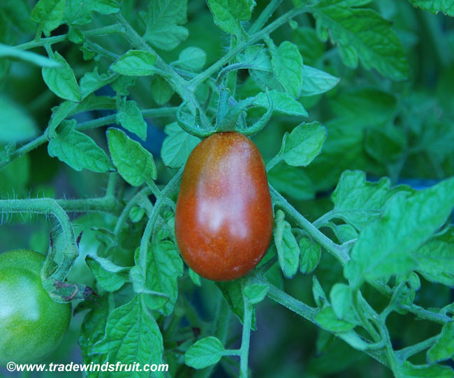 Yellow Pear Tomato Seeds
