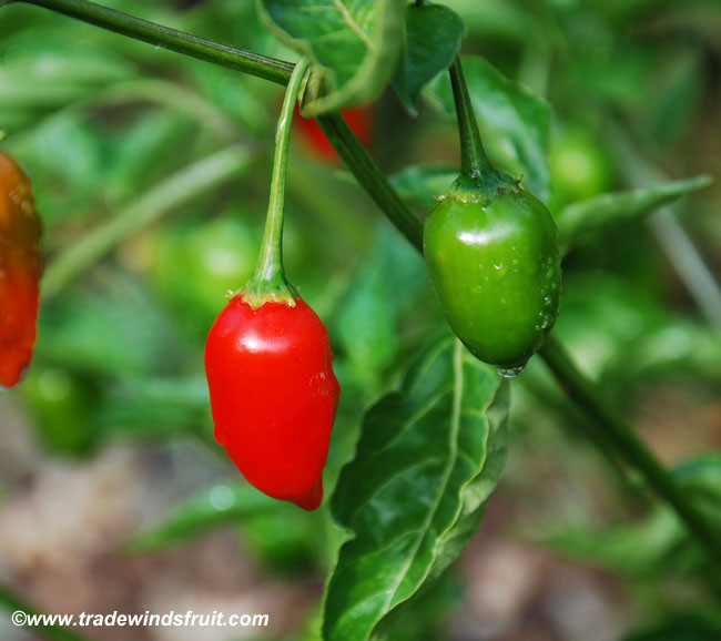 Tobago Seasoning Pepper Seeds
