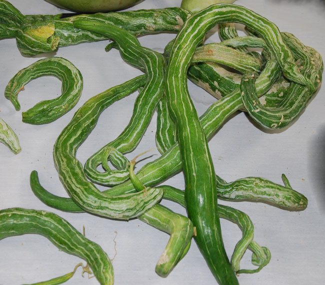 Snake Gourd Seeds