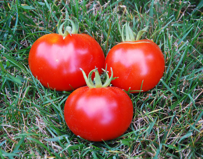 Emerald Apple Tomato Seeds