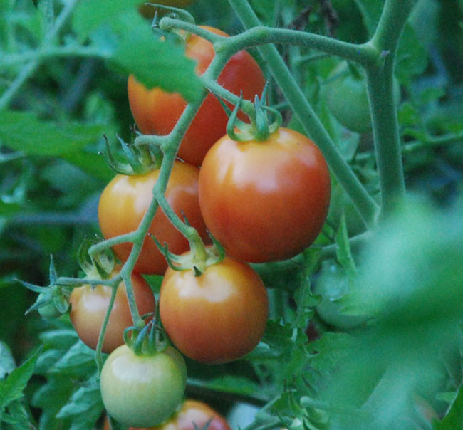 Zapotec Pink Ribbed Tomato Heirloom Seeds