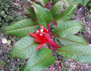 Fuchsia excorticata - New Zealand Tree Fuchsia - Seeds