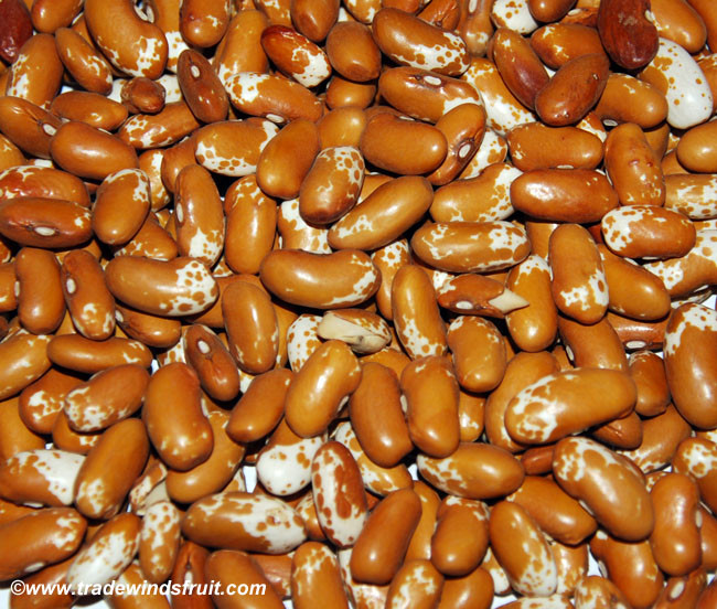 Gold Rush Yellow Bean Seeds
