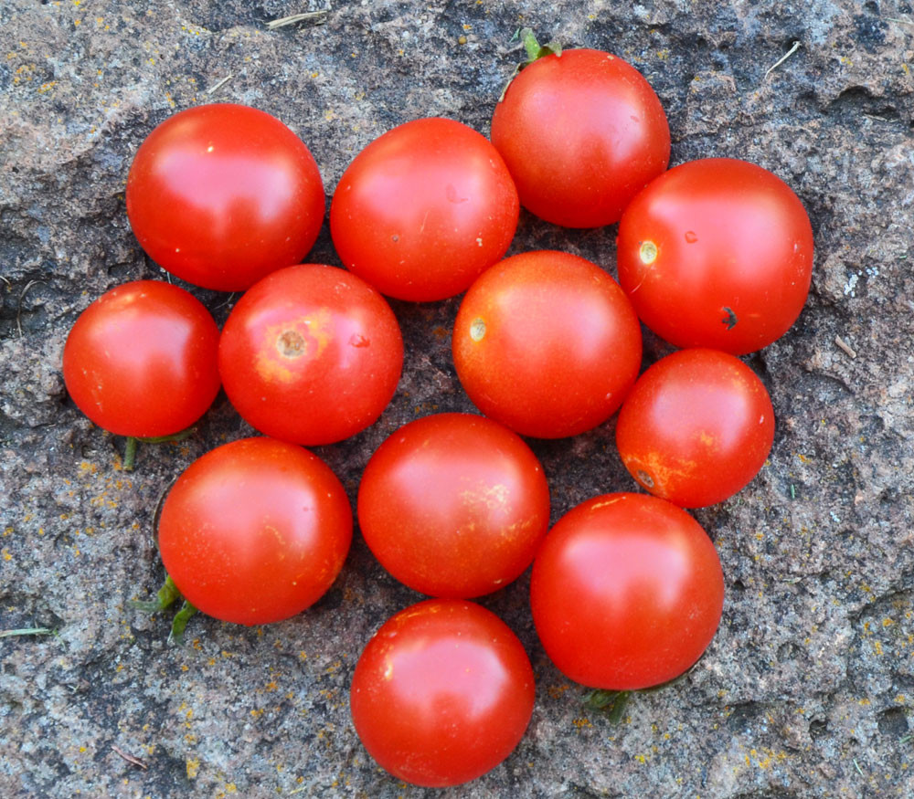 Sun Gold Cherry Tomato Seeds