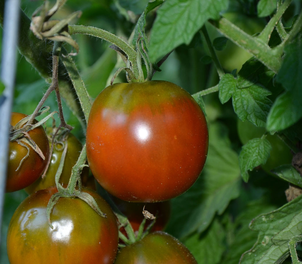 Emerald Apple Tomato Seeds