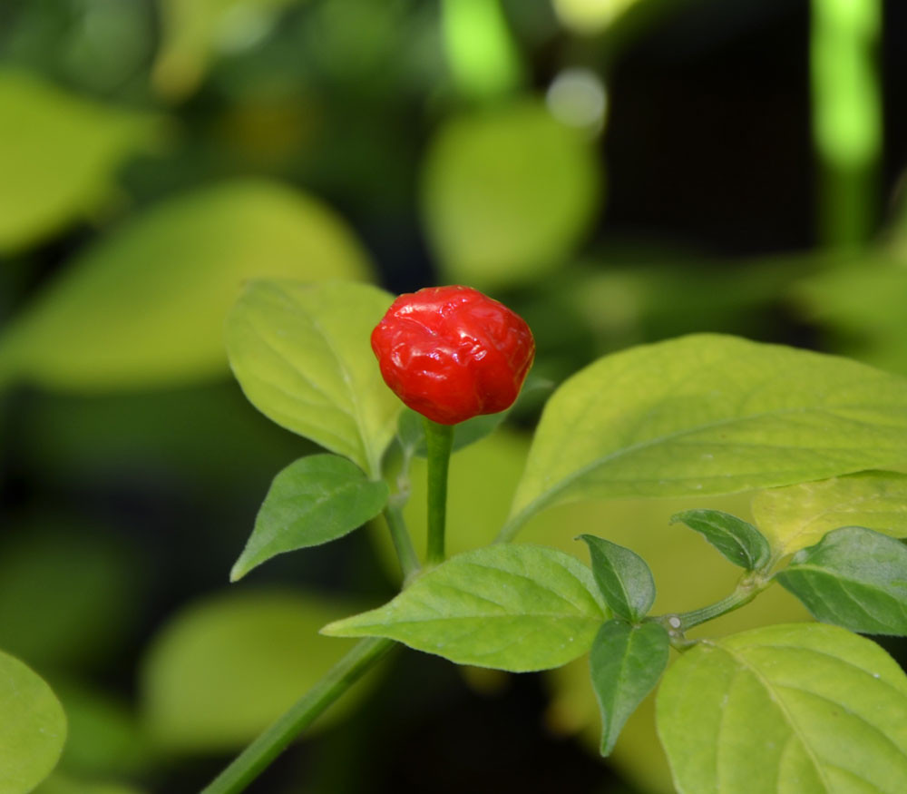Brown Egg Pepper Seeds