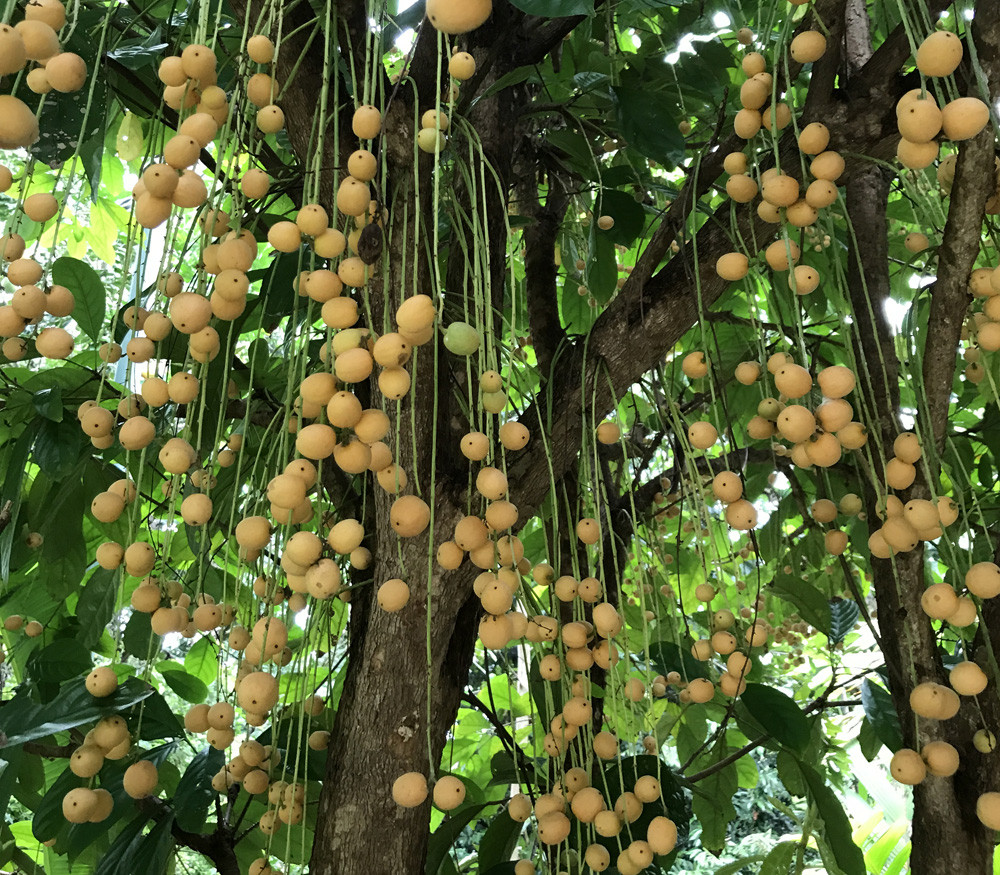 Baccaurea deflexa - Tampoi Merah - Seeds