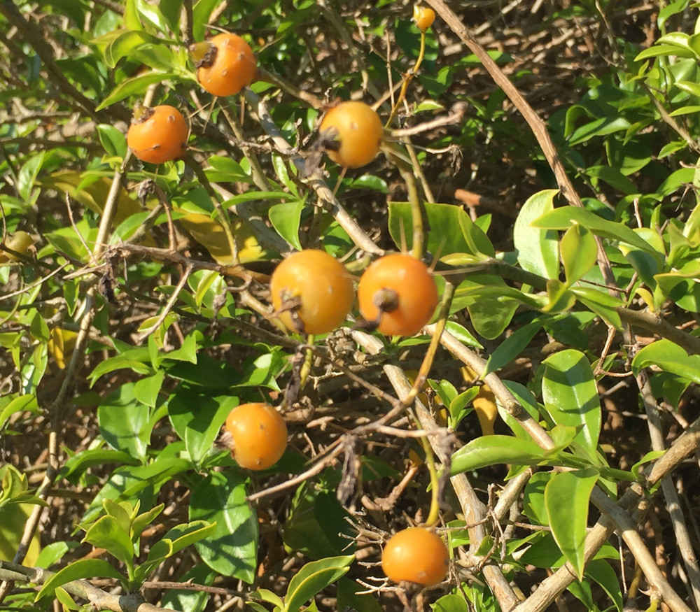 Parmentiera aculeata - Guajilote - Seeds