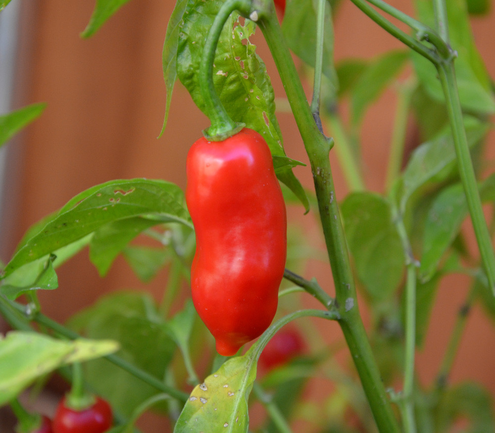 Corno di Toro Pepper, Orange Seeds
