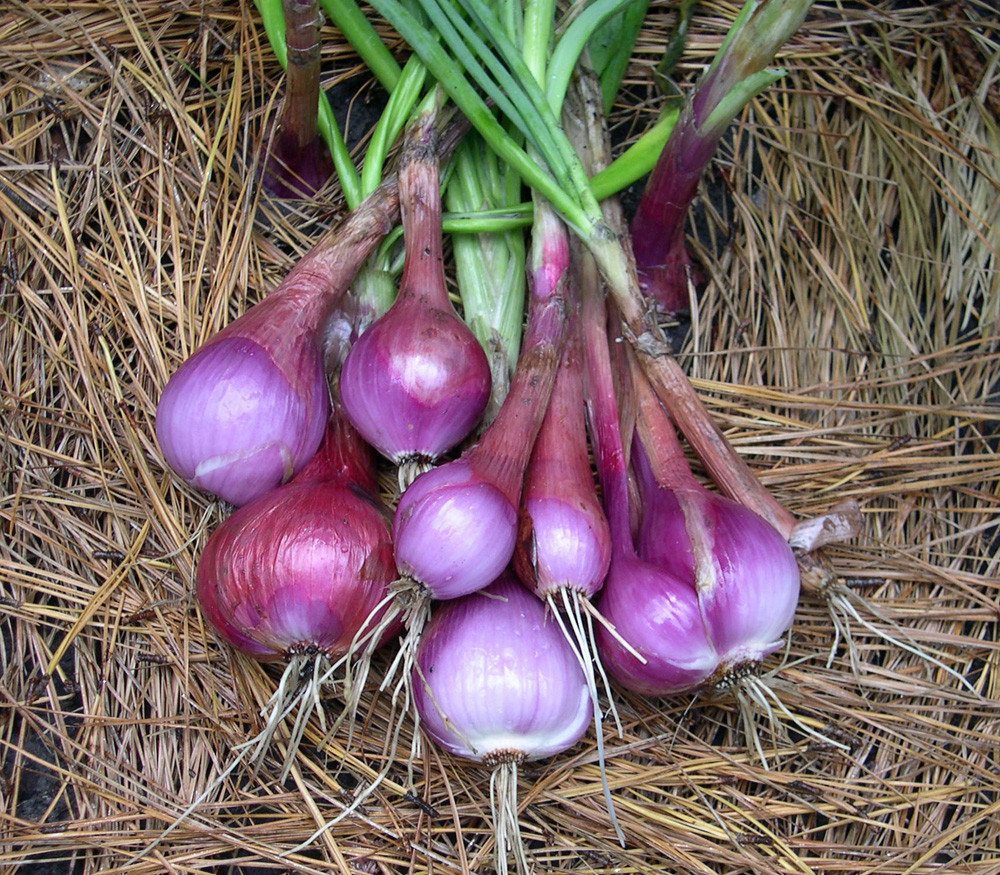 Tropeana Lunga Onion Seeds