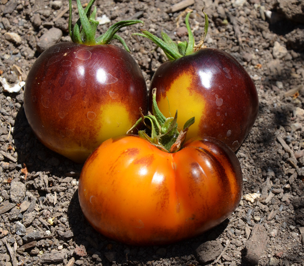Blue Tomato Seeds