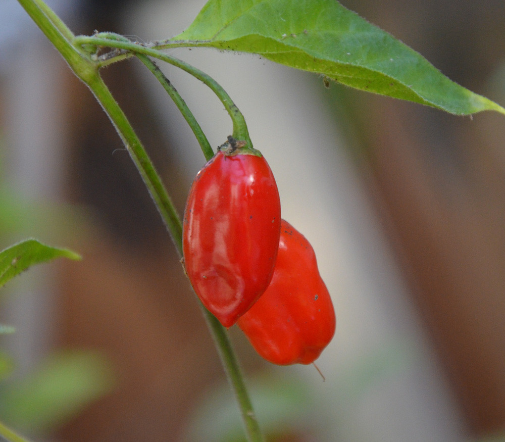Cheiro Roxa Pepper Seeds