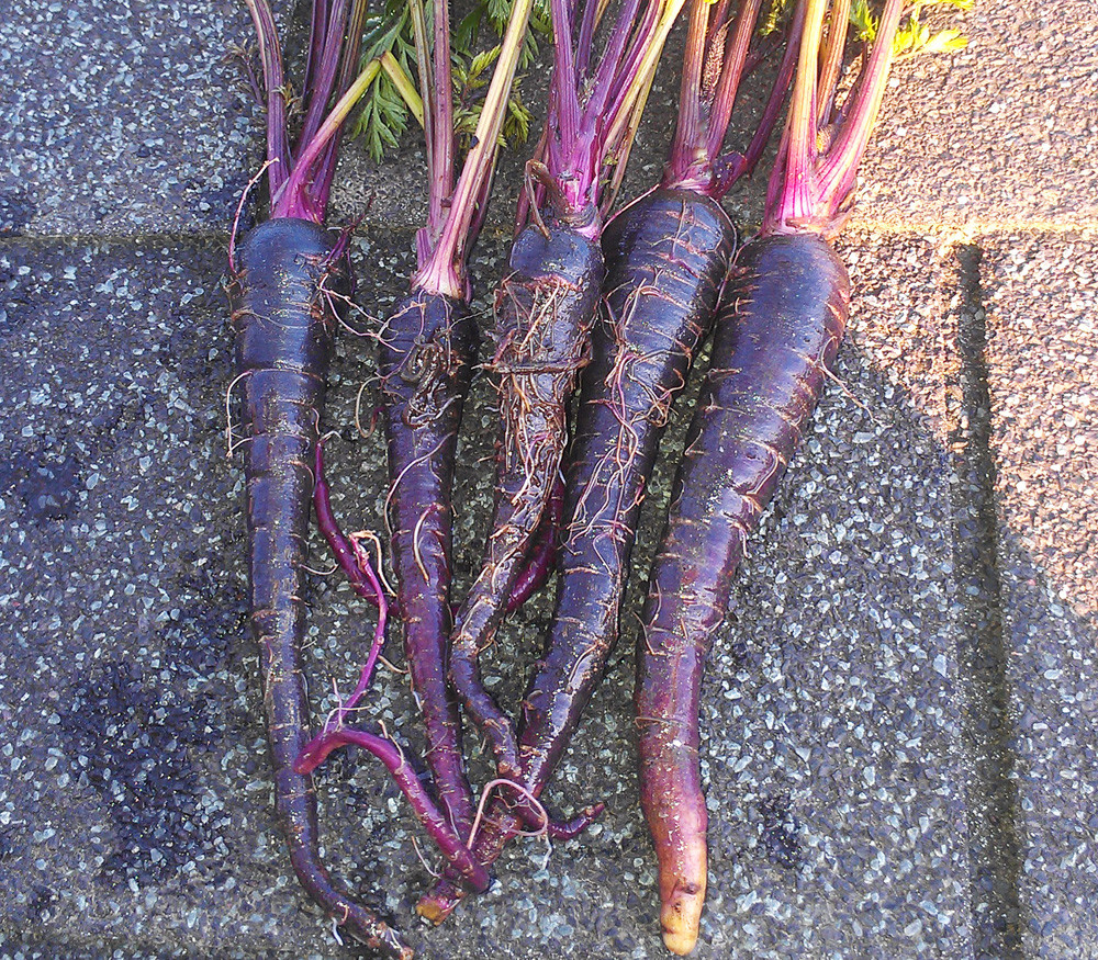 Purple Sun Carrot Seeds