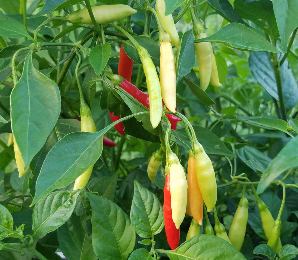 Aji Peruvian Pepper Seeds